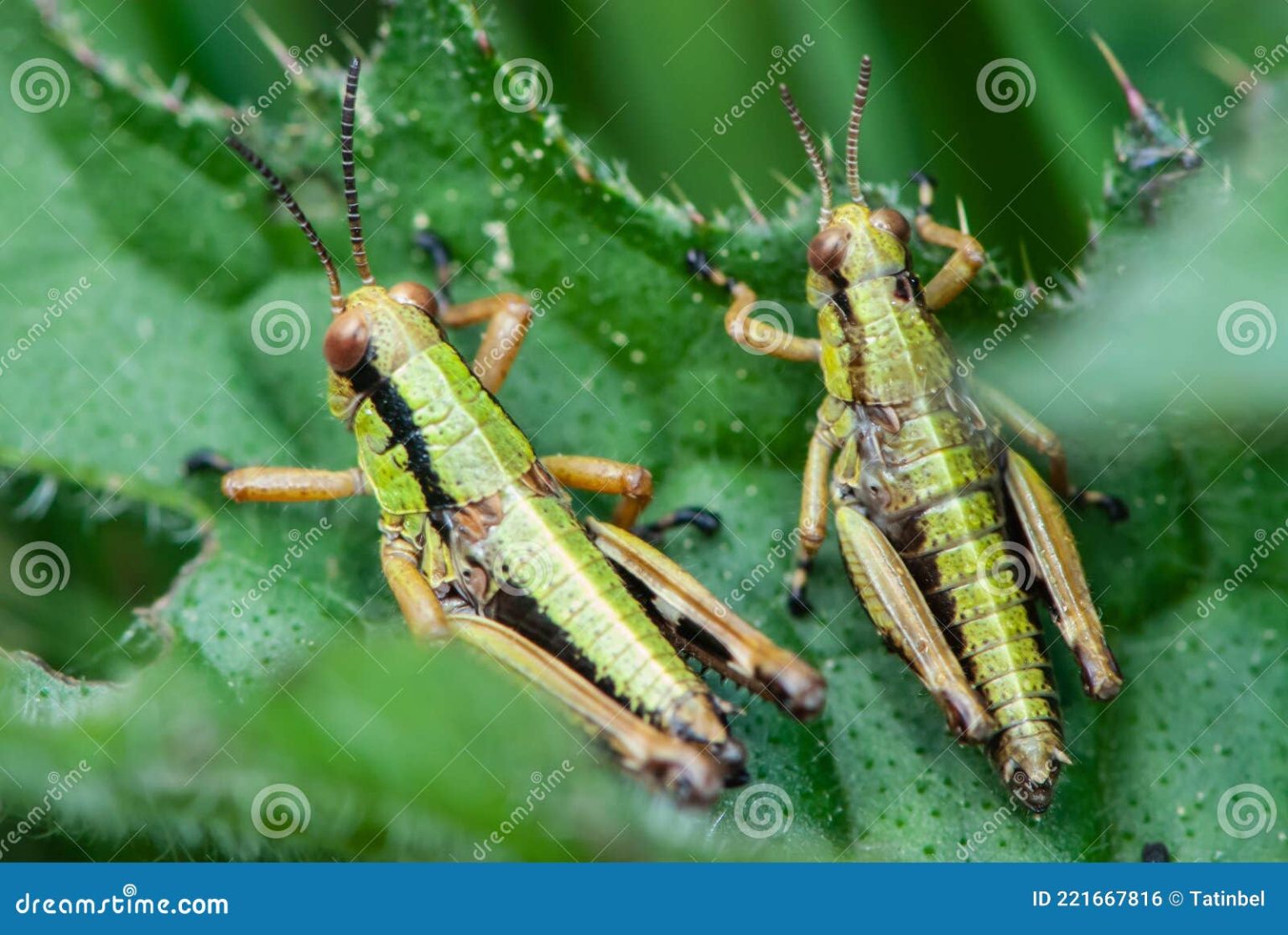 Qué significa tener un grillo en casa y qué implicaciones tiene
