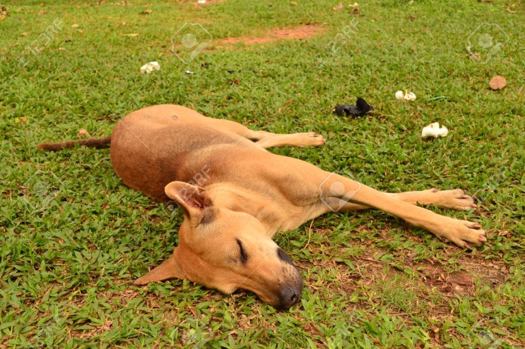 Qué significa soñar con un perro café